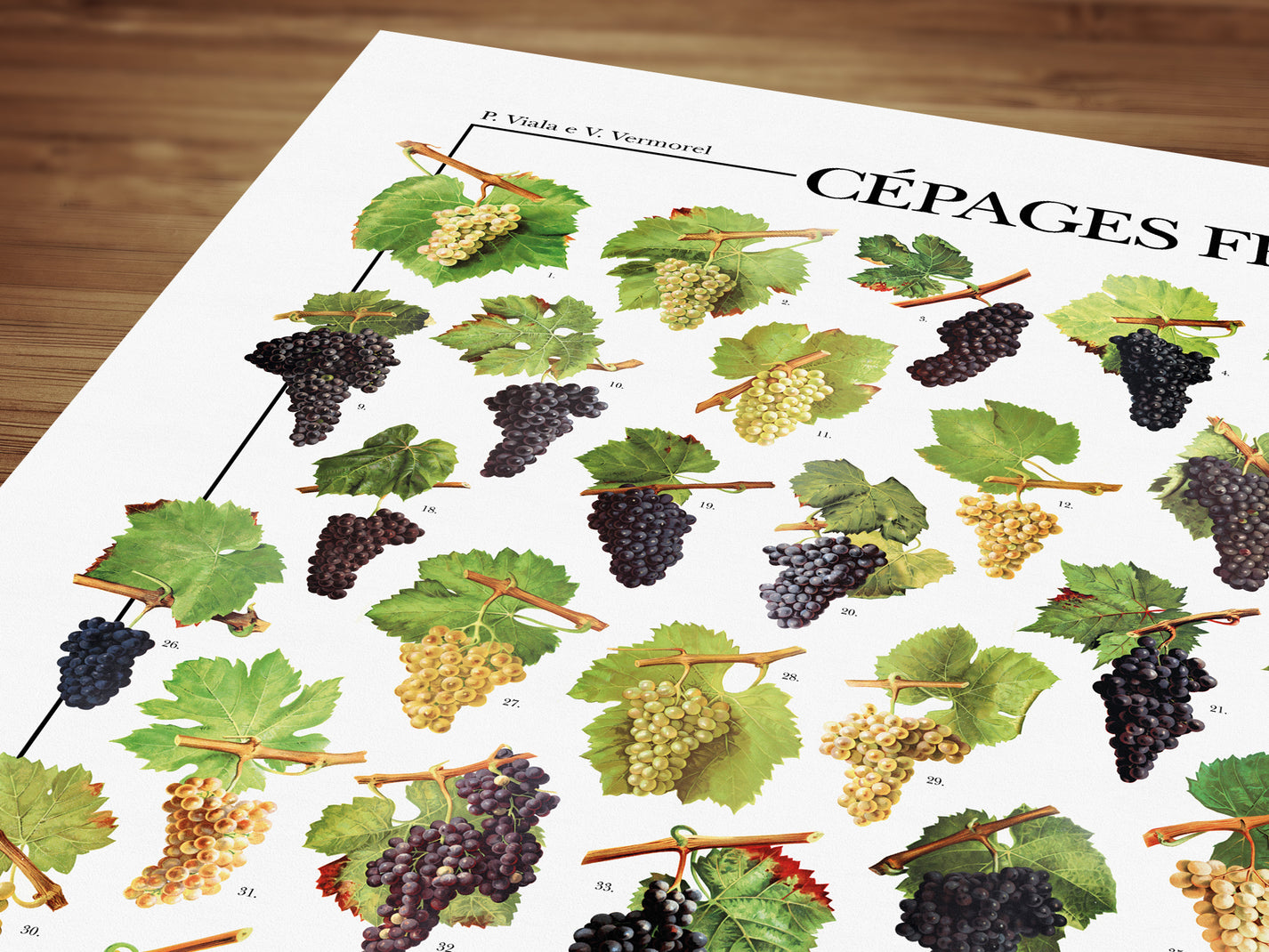 Poster Cépages Français – Atlas Prints