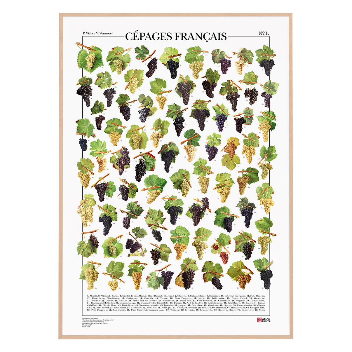 Poster Cépages Français – Atlas Prints