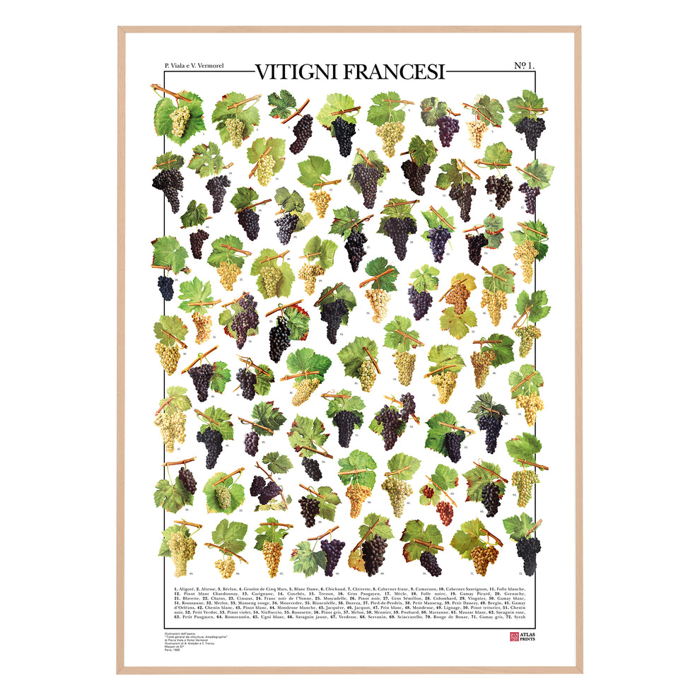 Poster Vitigni Francesi – Atlas Prints